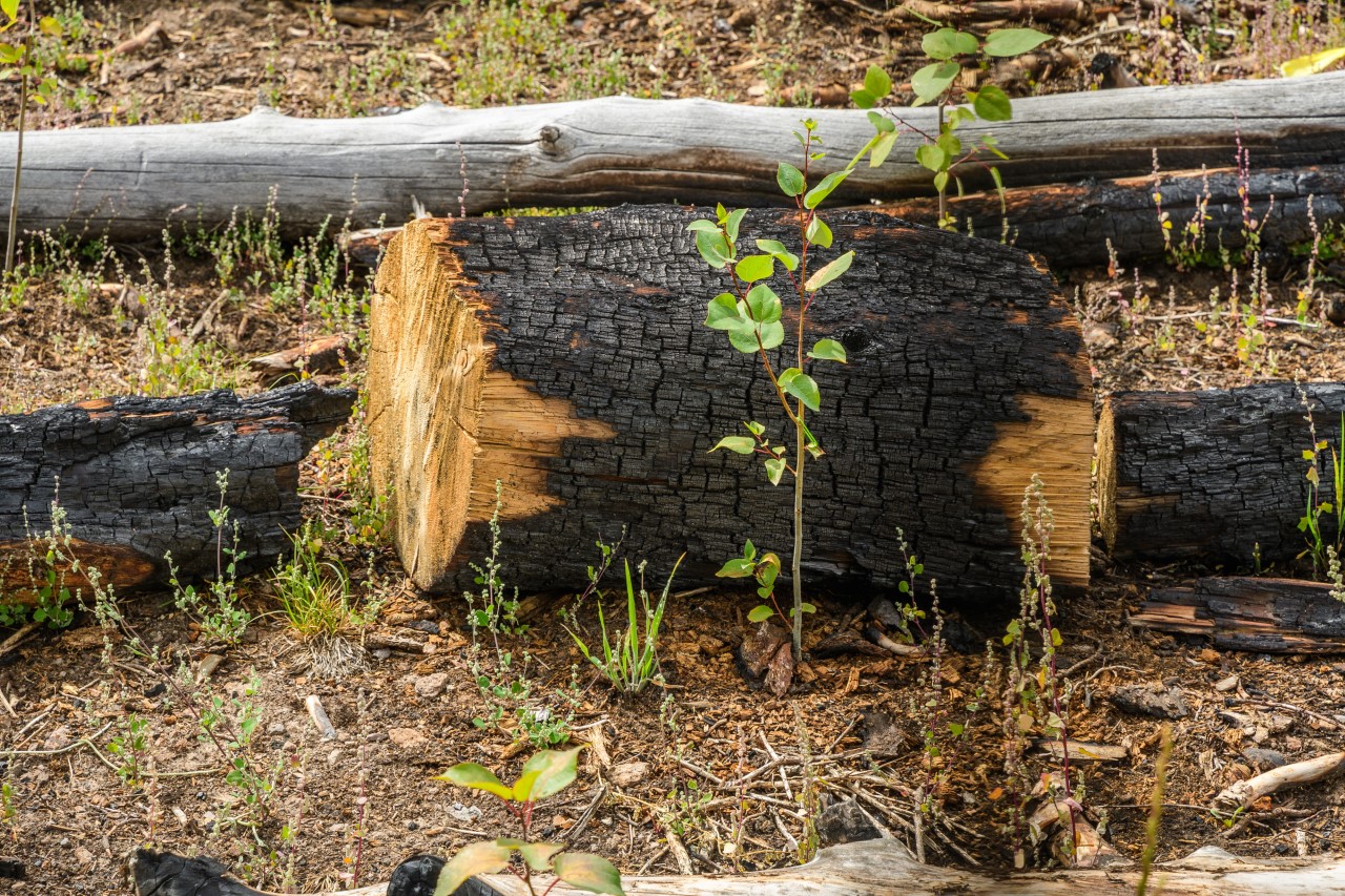 Planting aspen in high-severity fire footprints | Larissa Yocom